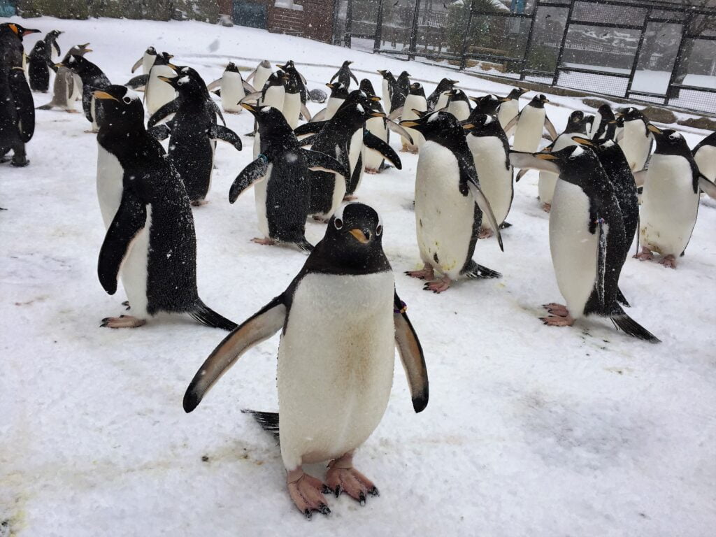 Behavioral Problem Solving | Wild Welfare US